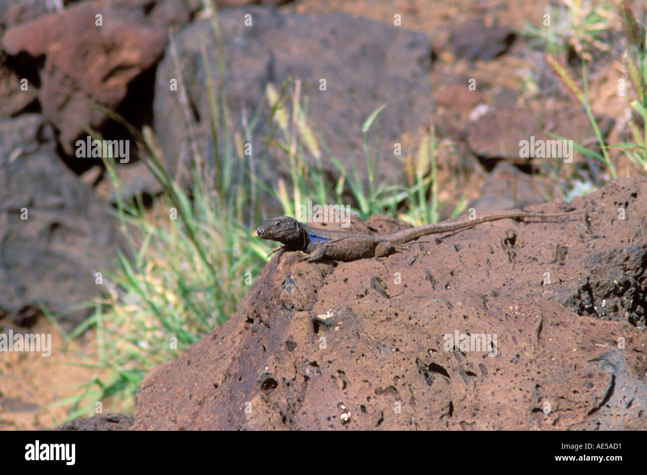 Canary Island Lizard, Gallotia galloti. Western Canary Islands endemic ...