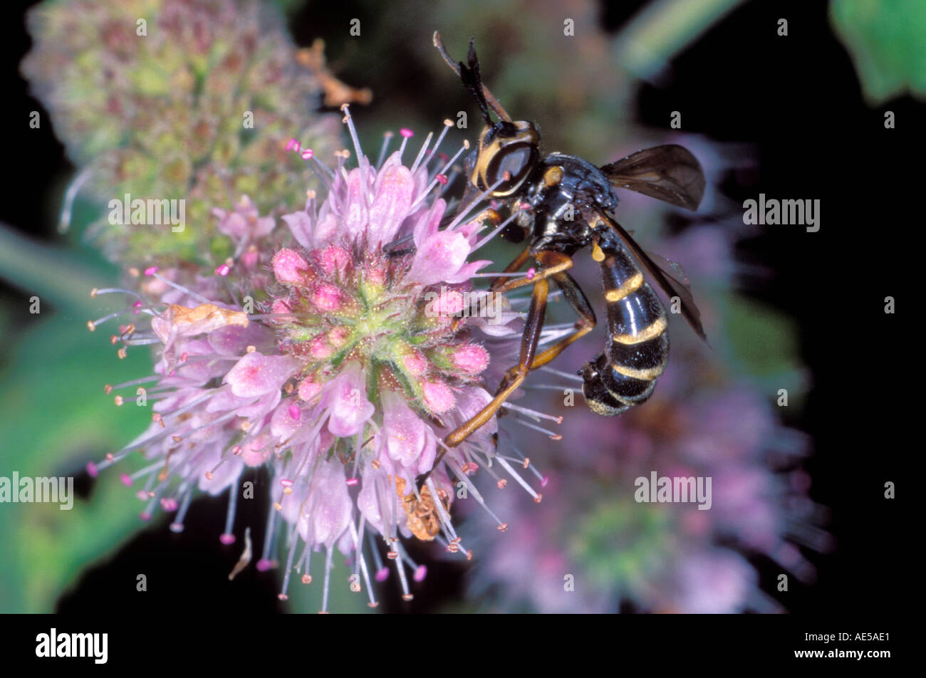 Conopid fly hi-res stock photography and images - Alamy