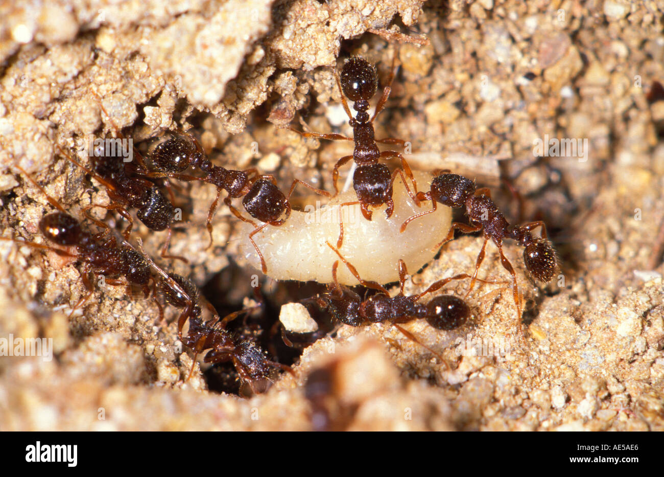 Ants, Family Formicidae. Carrying a prey to anthill Stock Photo - Alamy