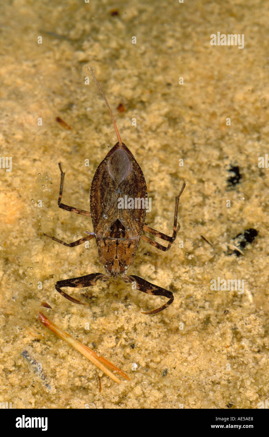 Behavior water scorpion water scorpions freshwater scorpions hi-res ...
