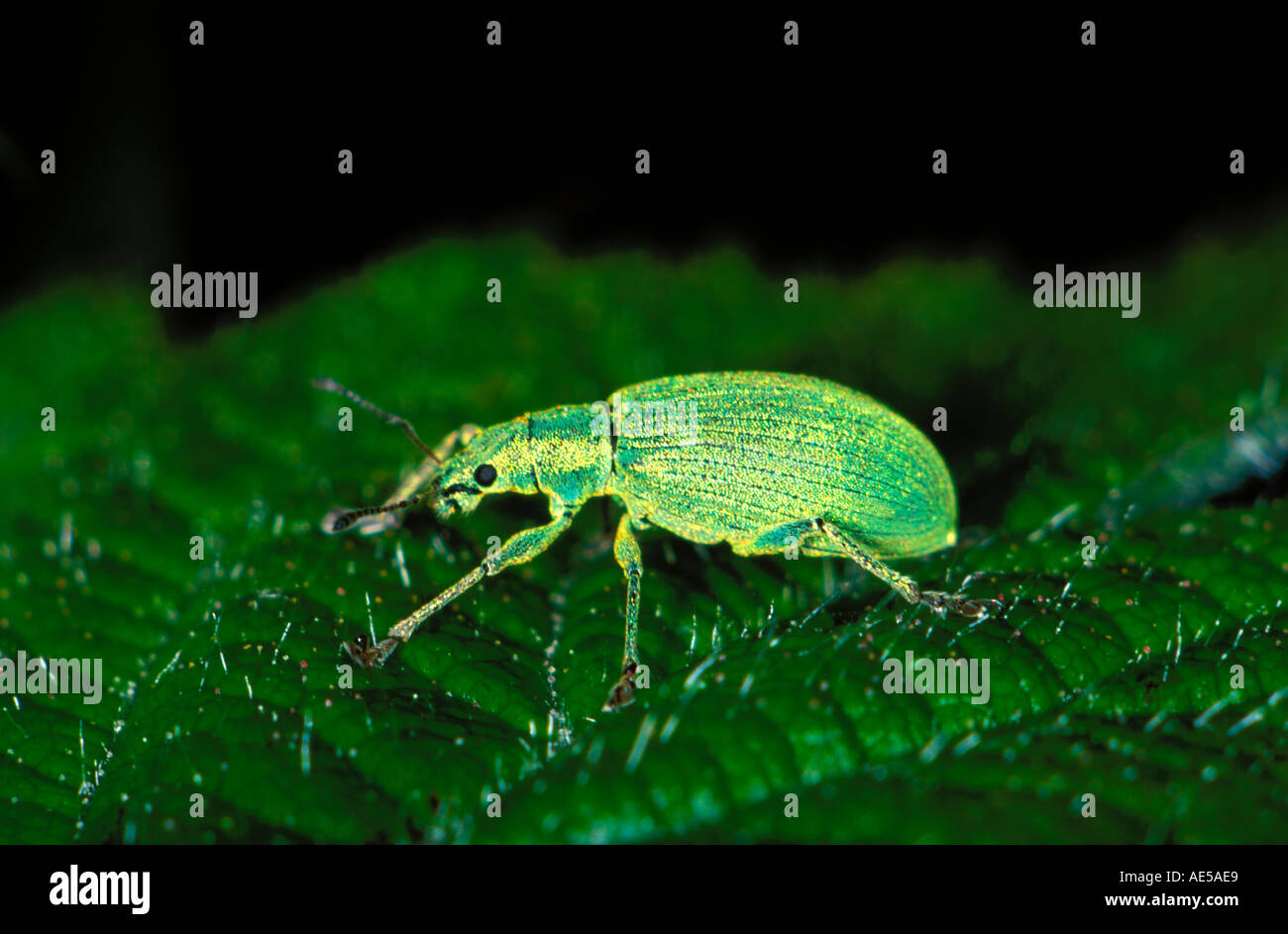 Phyllobius sp hi-res stock photography and images - Alamy
