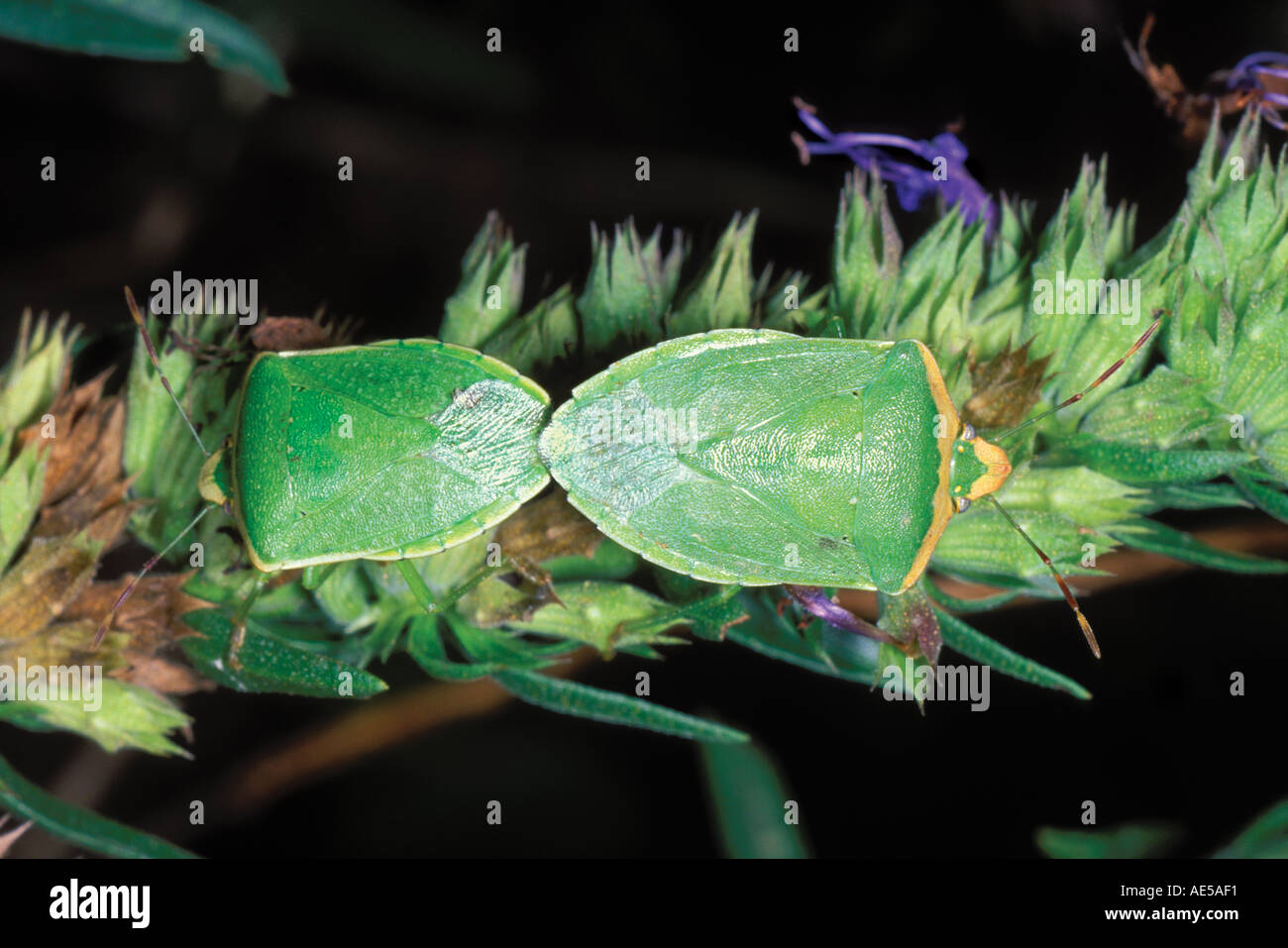 Mating green shield bugs hi-res stock photography and images - Alamy