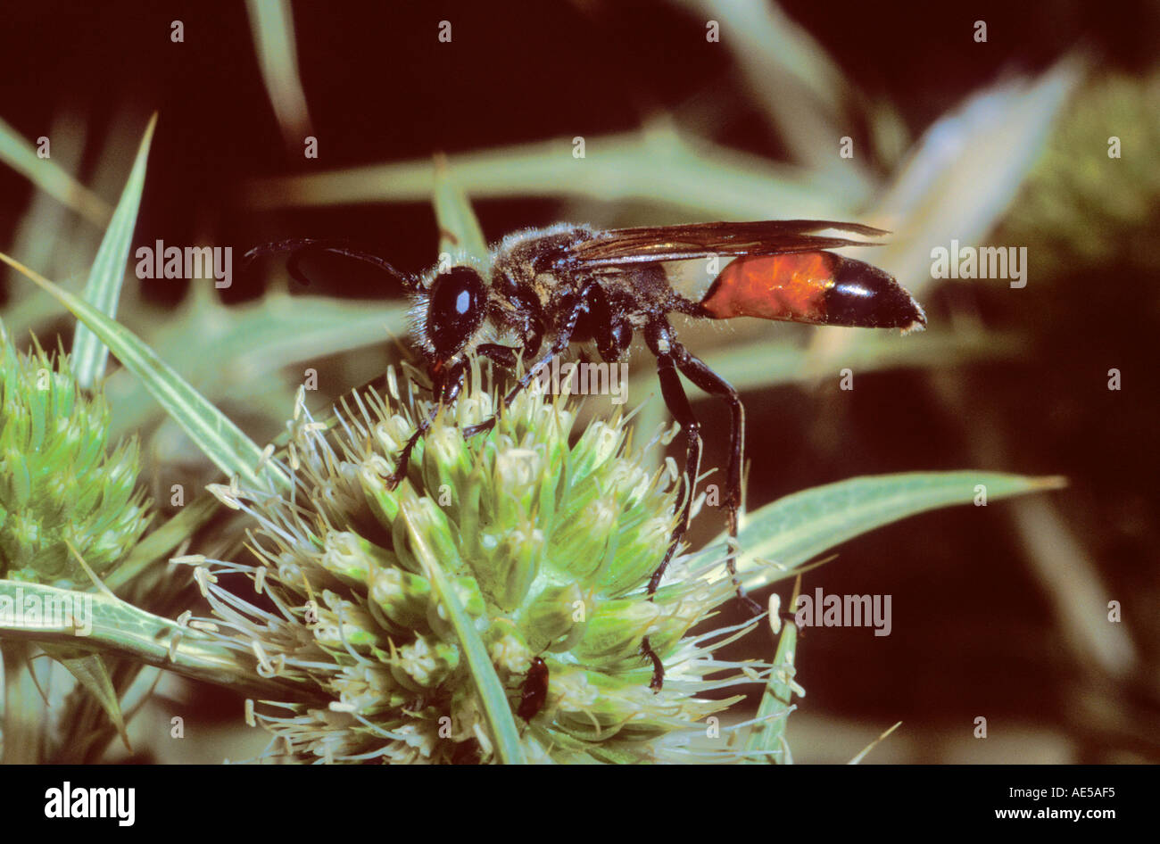 Invertebrate wasp podalonia hi-res stock photography and images - Alamy