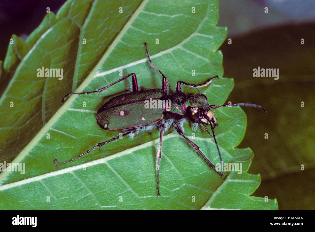Metallic tiger beetle hi-res stock photography and images - Alamy