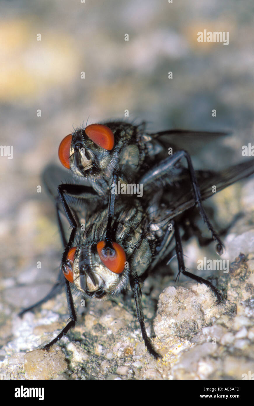 Flesh-flies, Sarcophaga sp. Mating Stock Photo - Alamy