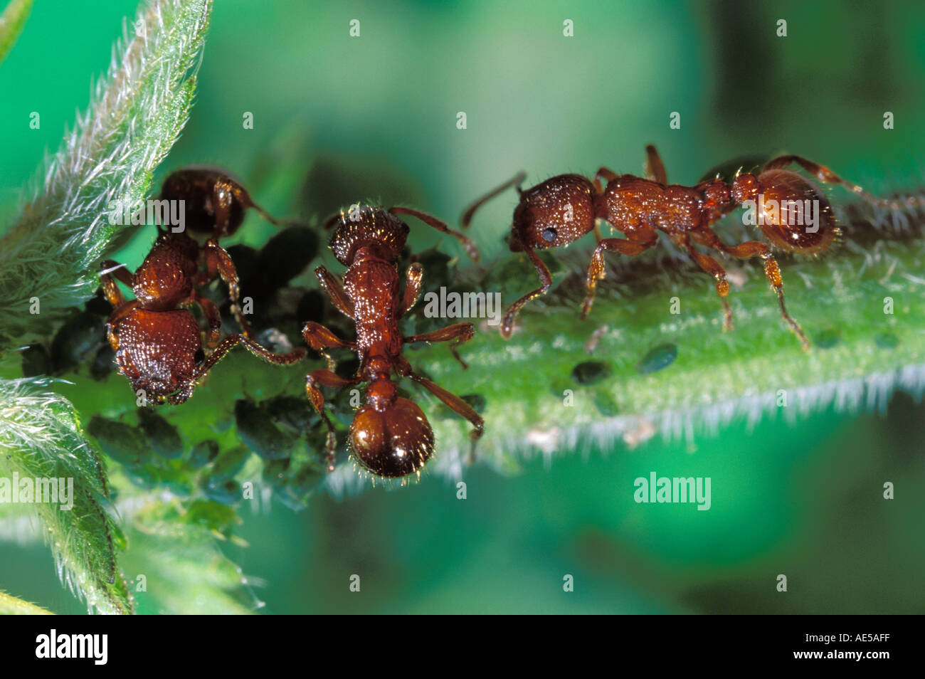 European Fire Ants, Myrmica rubra. Three workers milking aphids colony ...