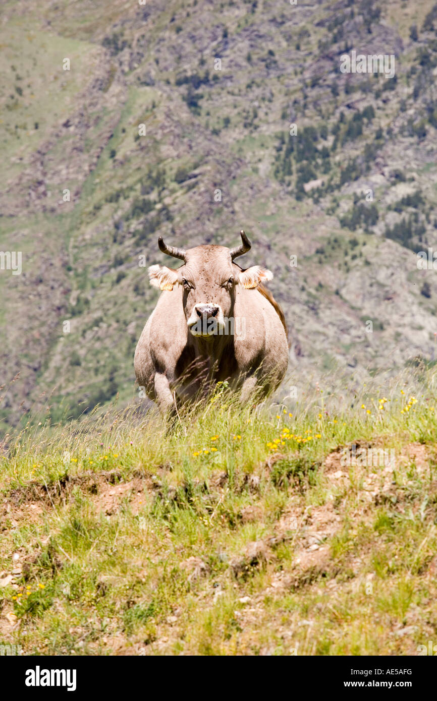 Many cow hi-res stock photography and images - Alamy