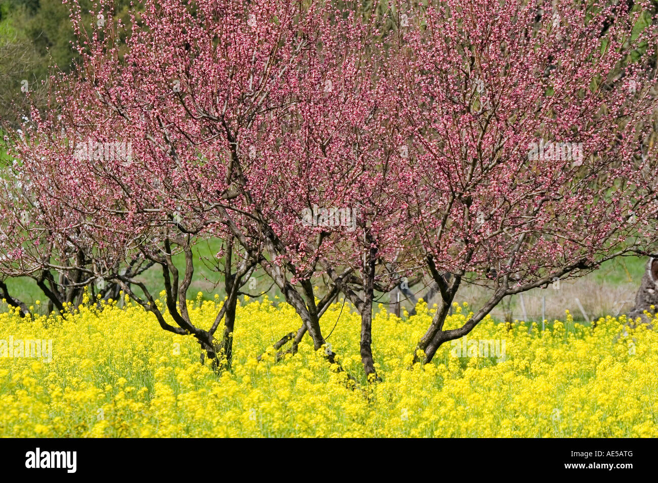 Mustard tree hi-res stock photography and images - Alamy