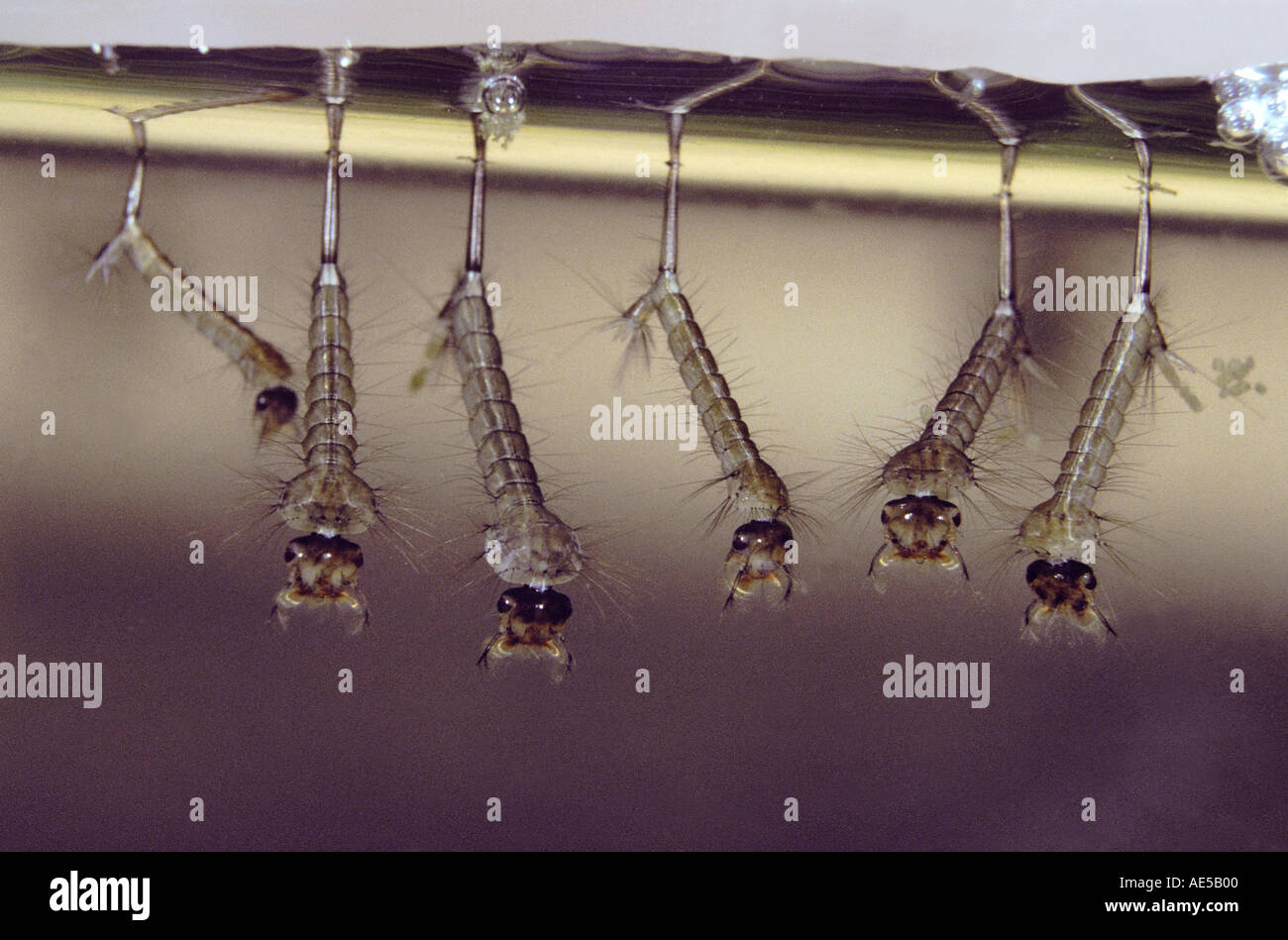 Common House Mosquitos, Culex pipiens. Larvae on water Stock Photo - Alamy