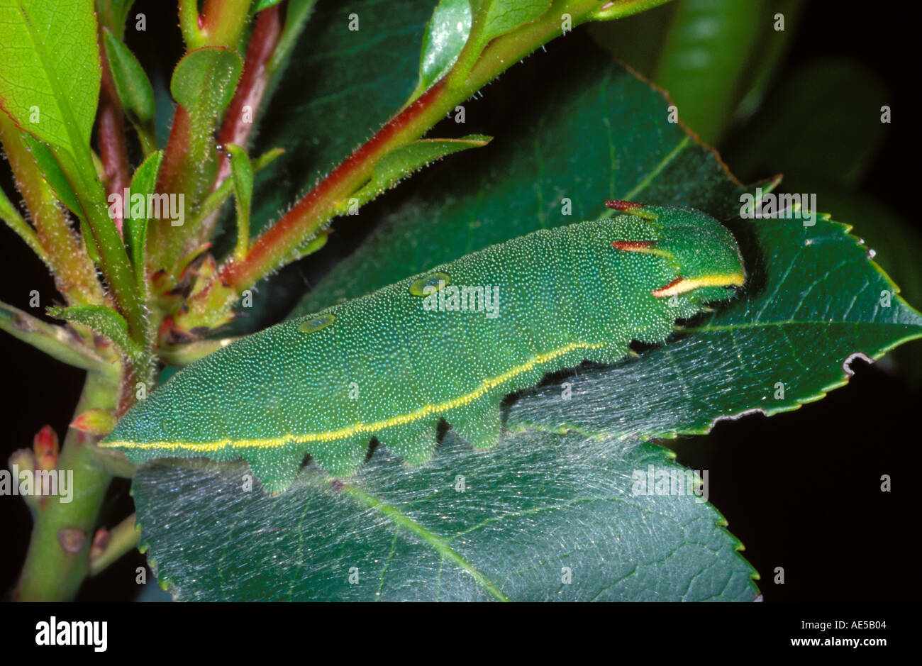 Two-tailed Pasha Butterfly, Charaxes jasius. Larva on leaf Stock Photo ...