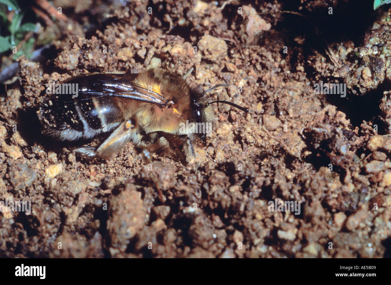 Ground nesting bees hi-res stock photography and images - Alamy