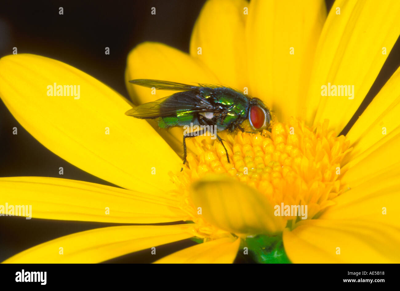 Greenbottle lucilia caesar feeding hi-res stock photography and images ...