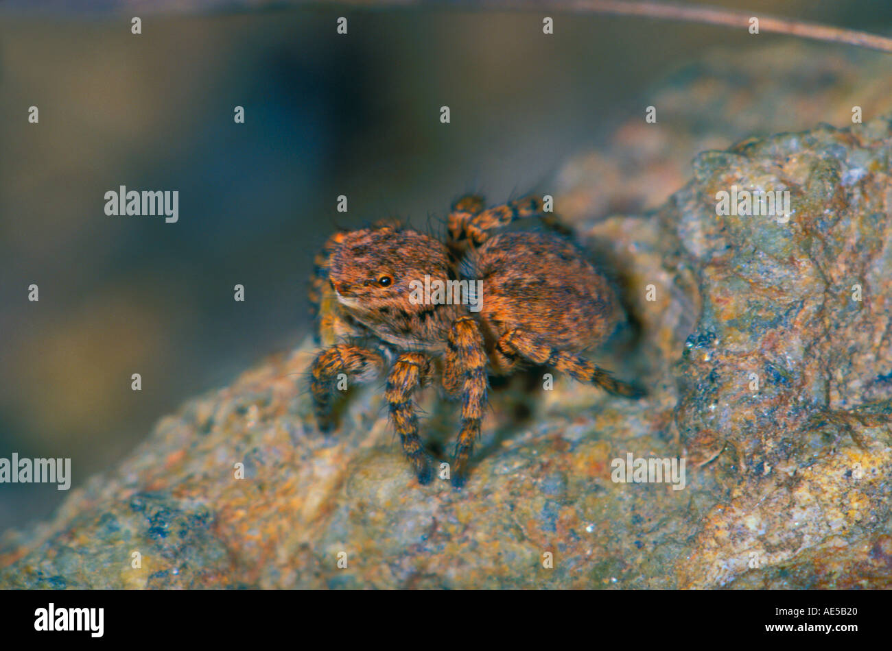 Ground spiders hi-res stock photography and images - Alamy