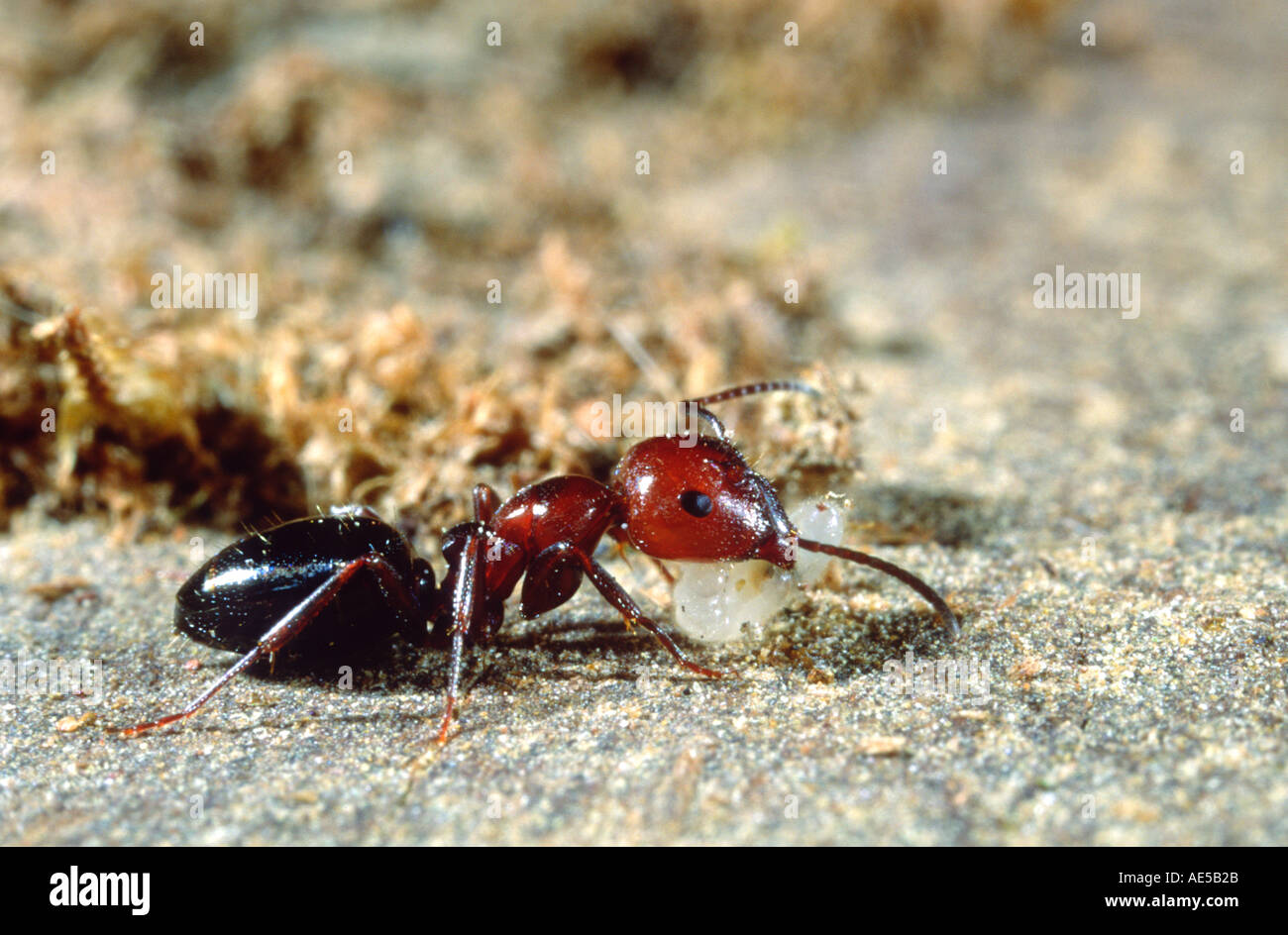 Cocktail Ant, Crematogaster scutellaris. Worker carrying a larva Stock ...