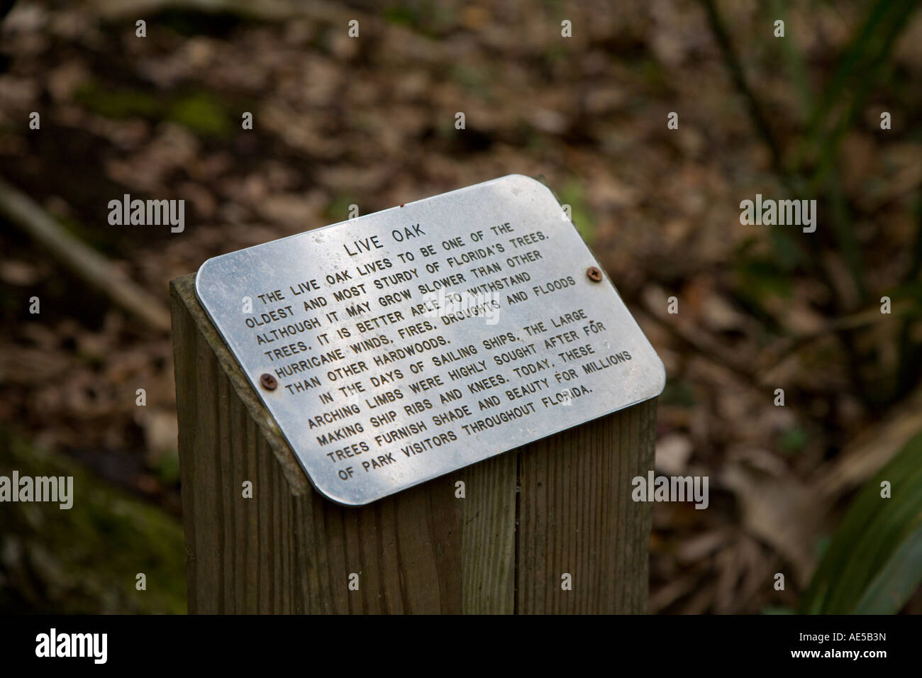 Metal identification tag to label Live Oak tree in Anastasia State Park ...