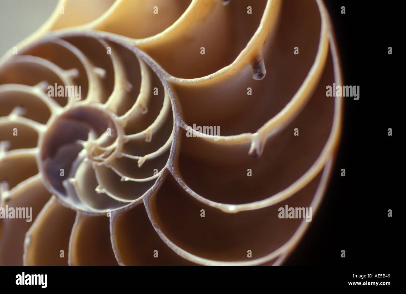 close up chambered nautilus shell 1739 Stock Photo - Alamy