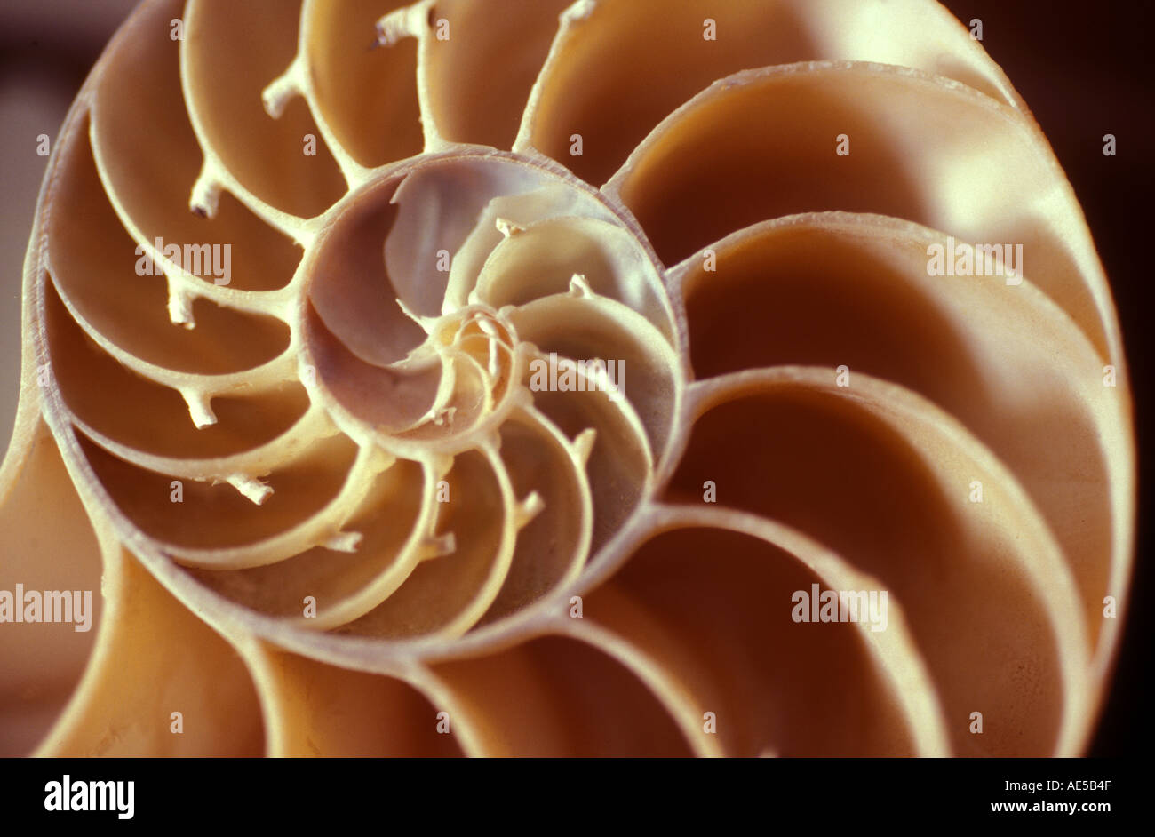 close up chambered nautilus shell 1742 Stock Photo - Alamy