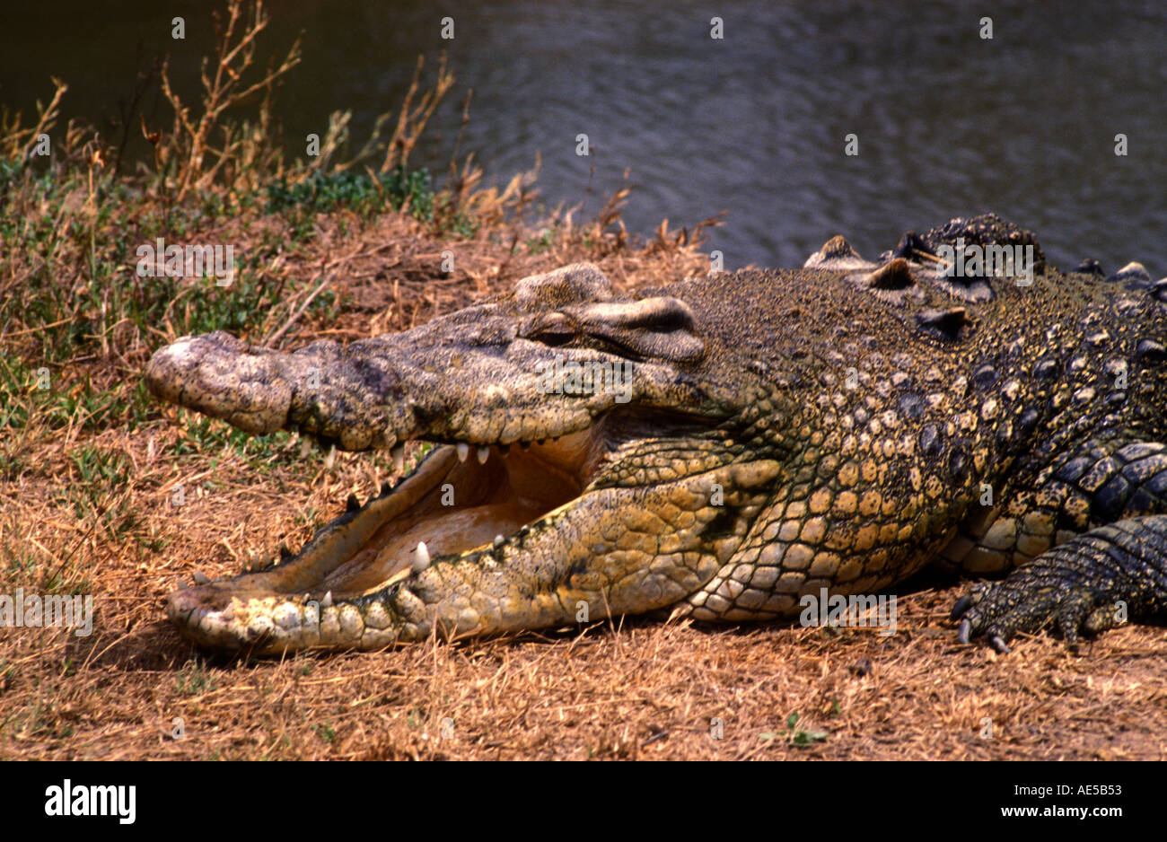 old croc queensland NT kakadu Australia australian Stock Photo - Alamy