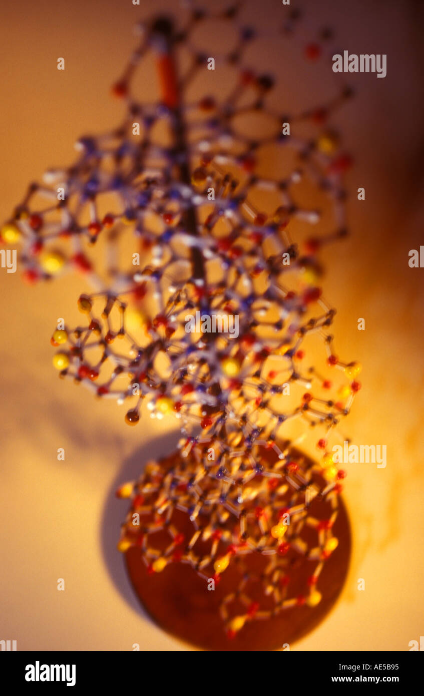 DNA molecular model Stock Photo - Alamy