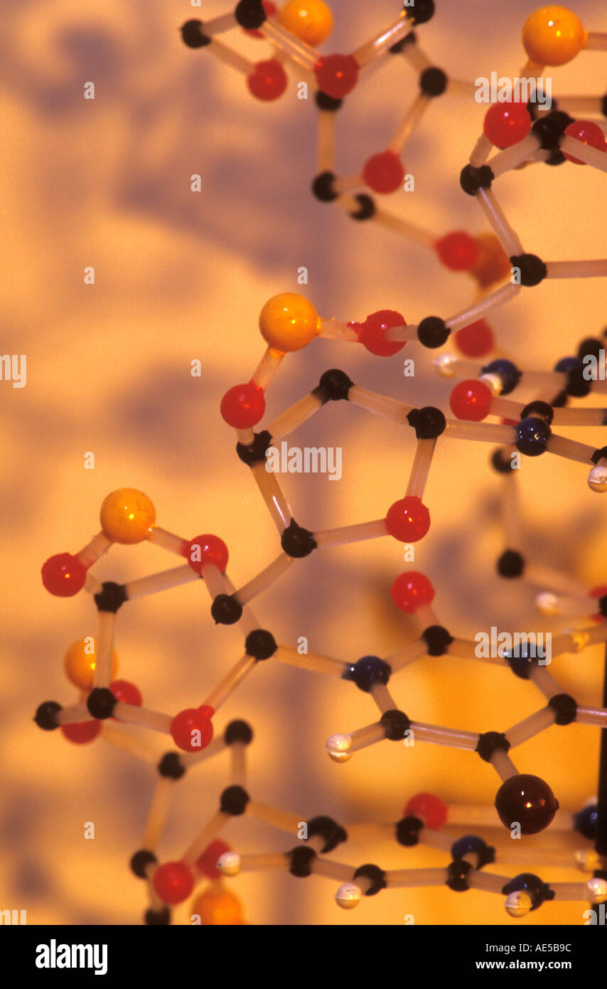 DNA molecular model Stock Photo - Alamy