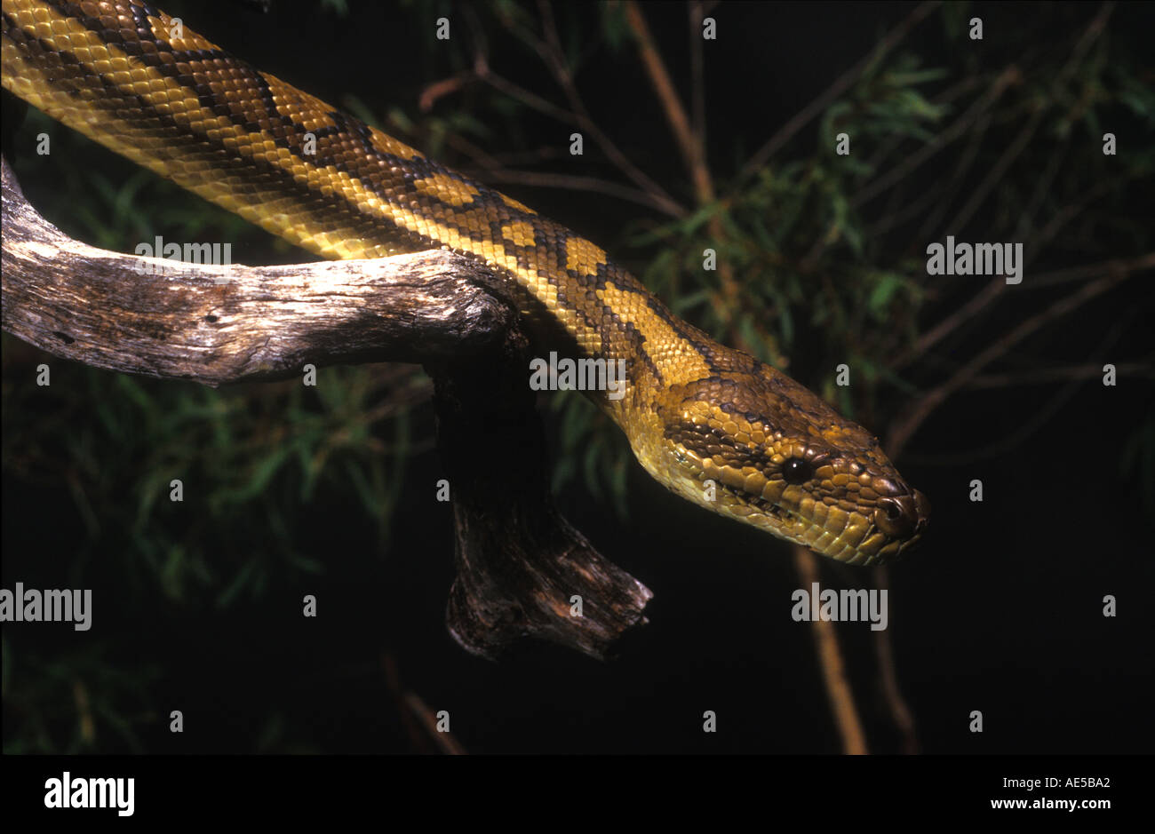 Carpet python slithers down a branch at night in queensland rainforest ...
