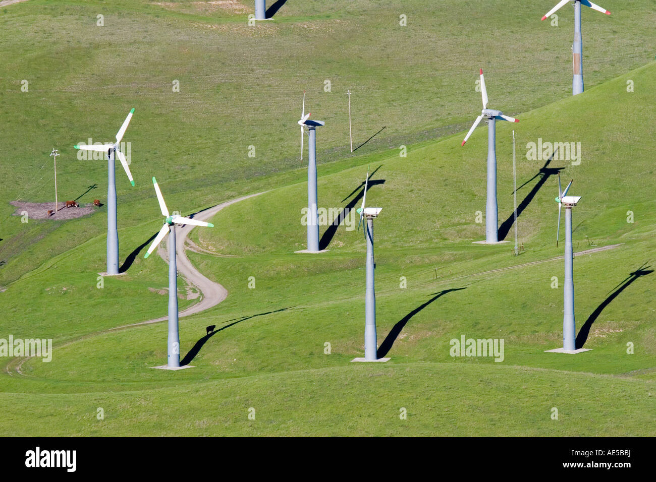 Many windmills casting shadows in a grassy hilly field with cows ... Many windmills casting shadows in a grassy hilly field with cows ...