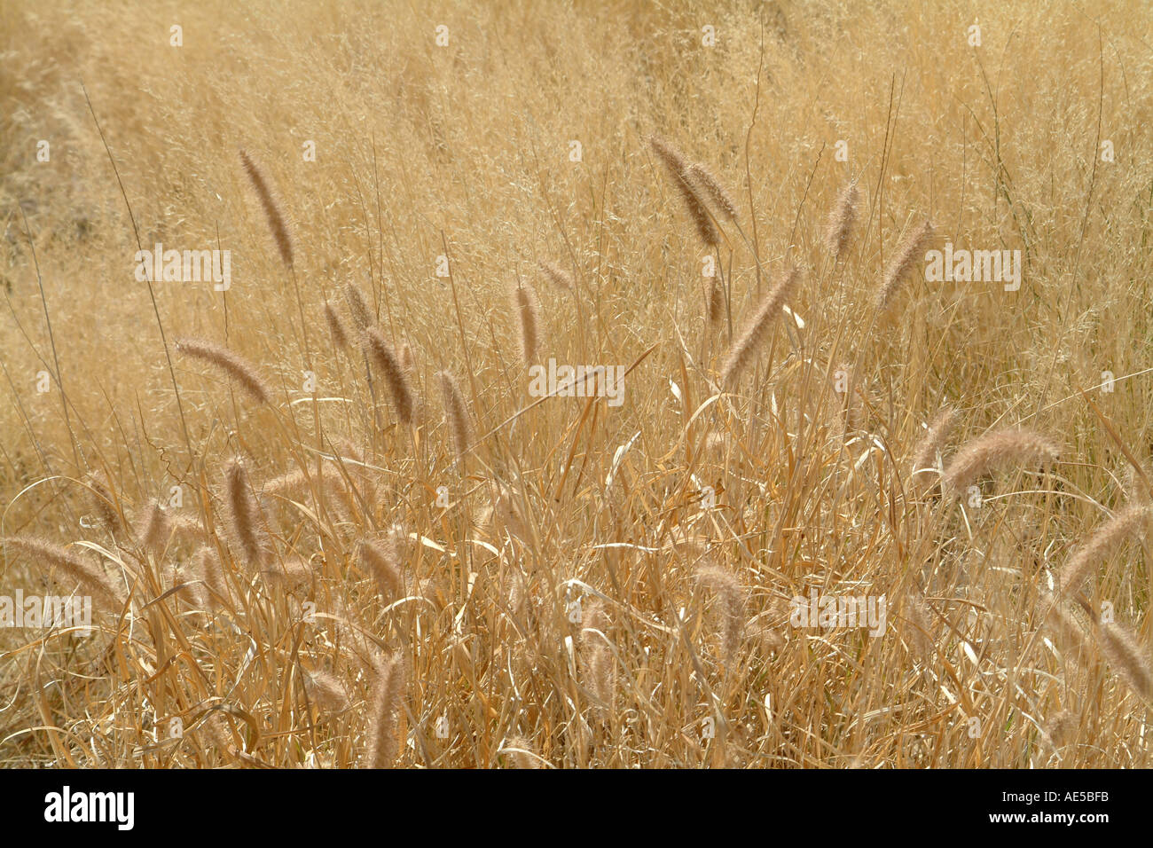 Namibia Southern Africa Grass in the Savannah Stock Photo - Alamy