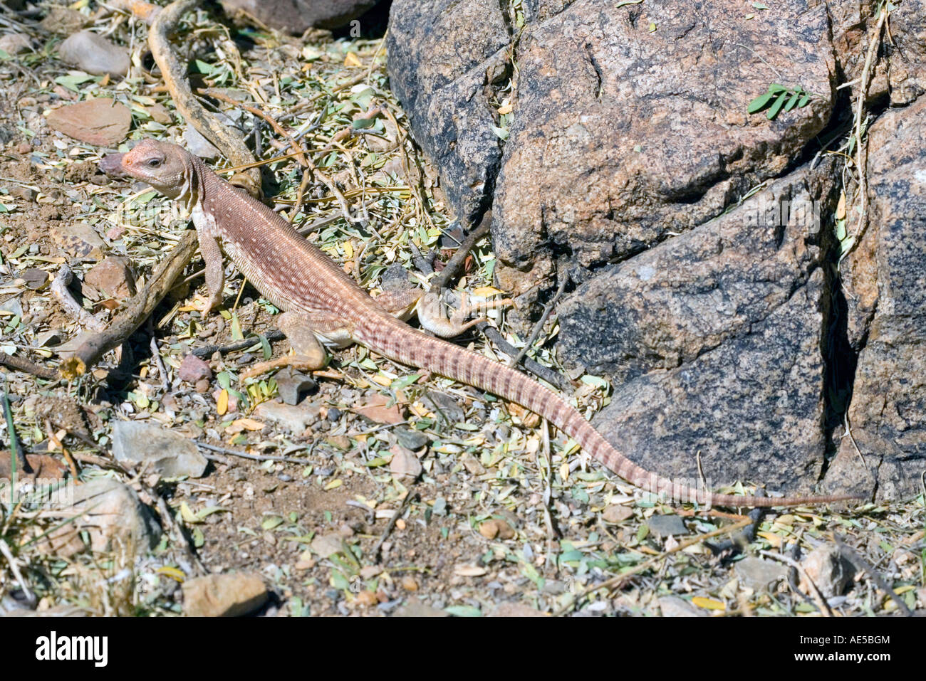 Desert Iguana Dipsosaurus dorsalis Tucson Pima County Arizona United ...