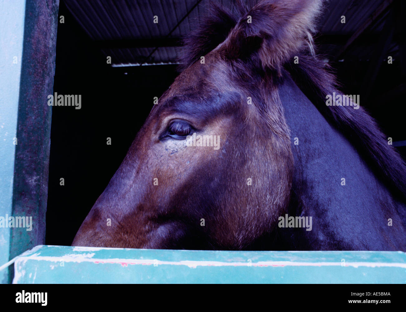 Mule stable hi-res stock photography and images - Alamy