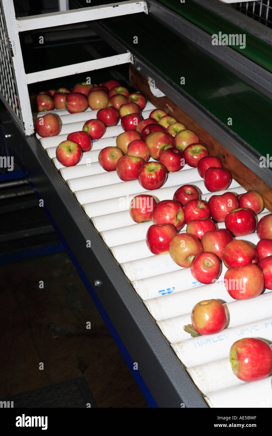 Freshly picked apples on roller conveyor belt are manually inspected ...