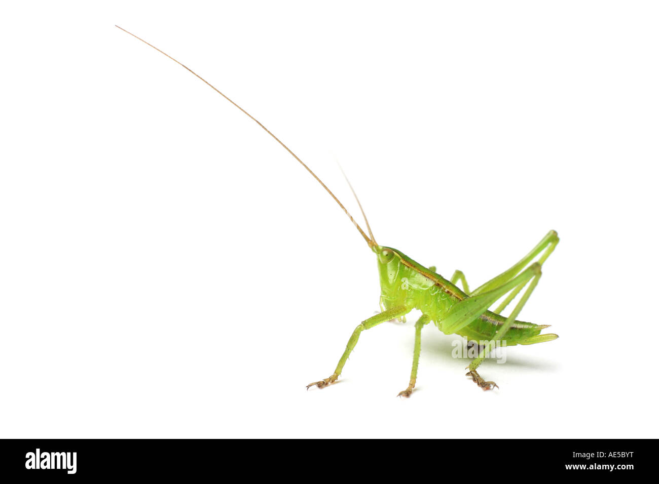 Scary grasshopper Cut Out Stock Images & Pictures - Alamy