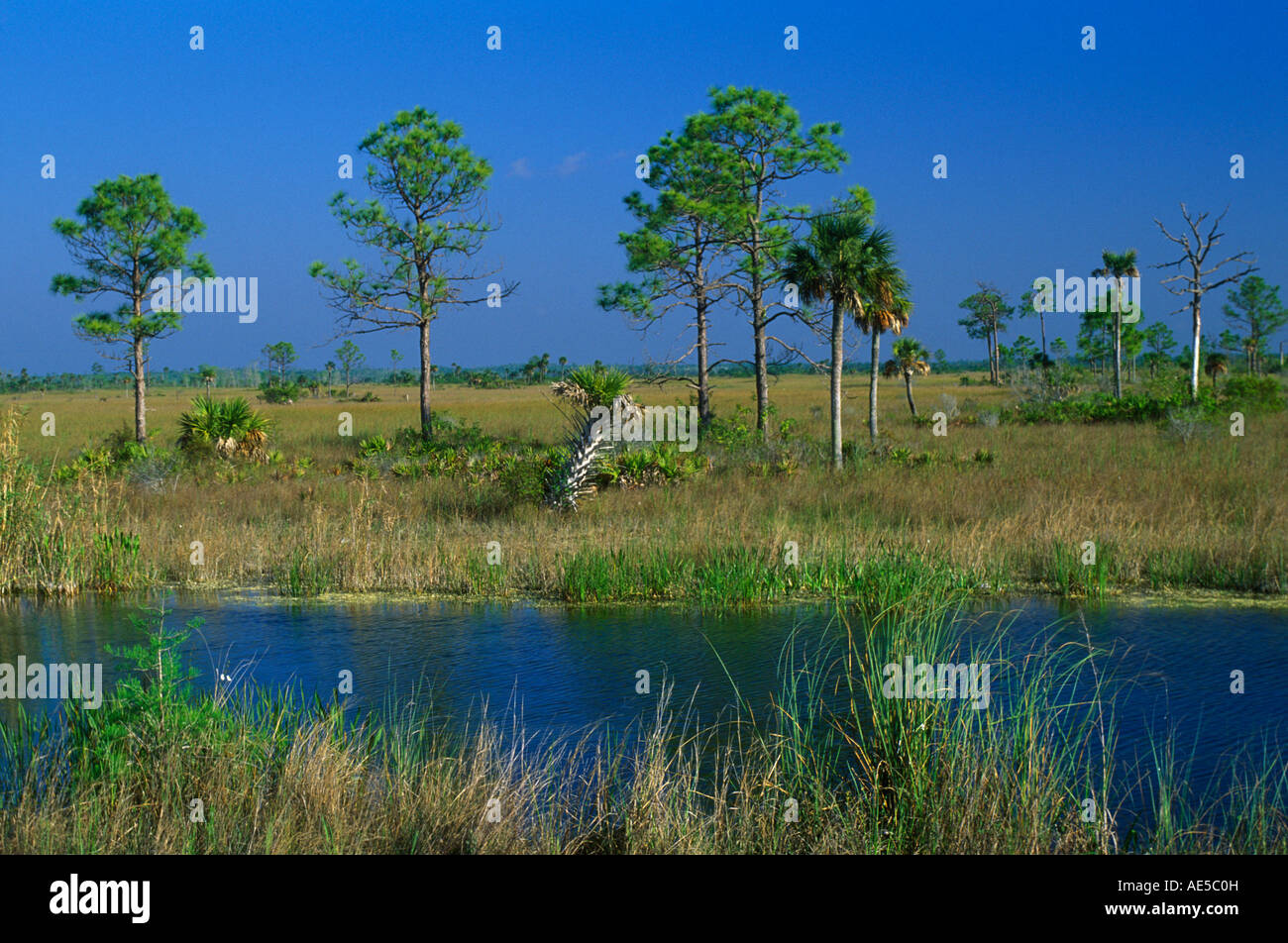 Cypress Trees Big Cypress National Preserve Florida USA, by Bill Lea ...