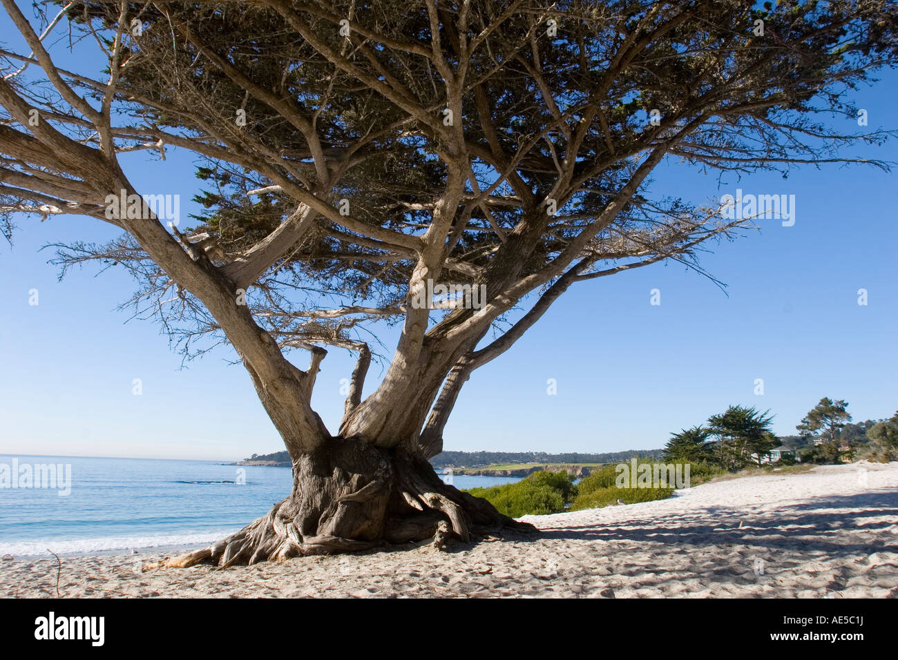 Trunk and branches of large cypress tree on beach in Carmel California ...