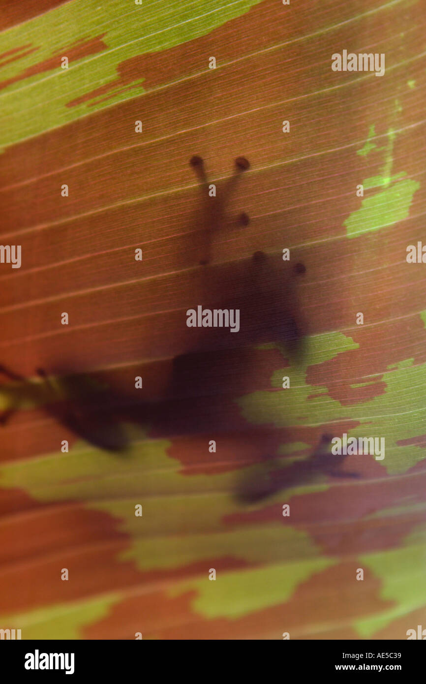 Frog silhouette on a leaf hi-res stock photography and images - Alamy