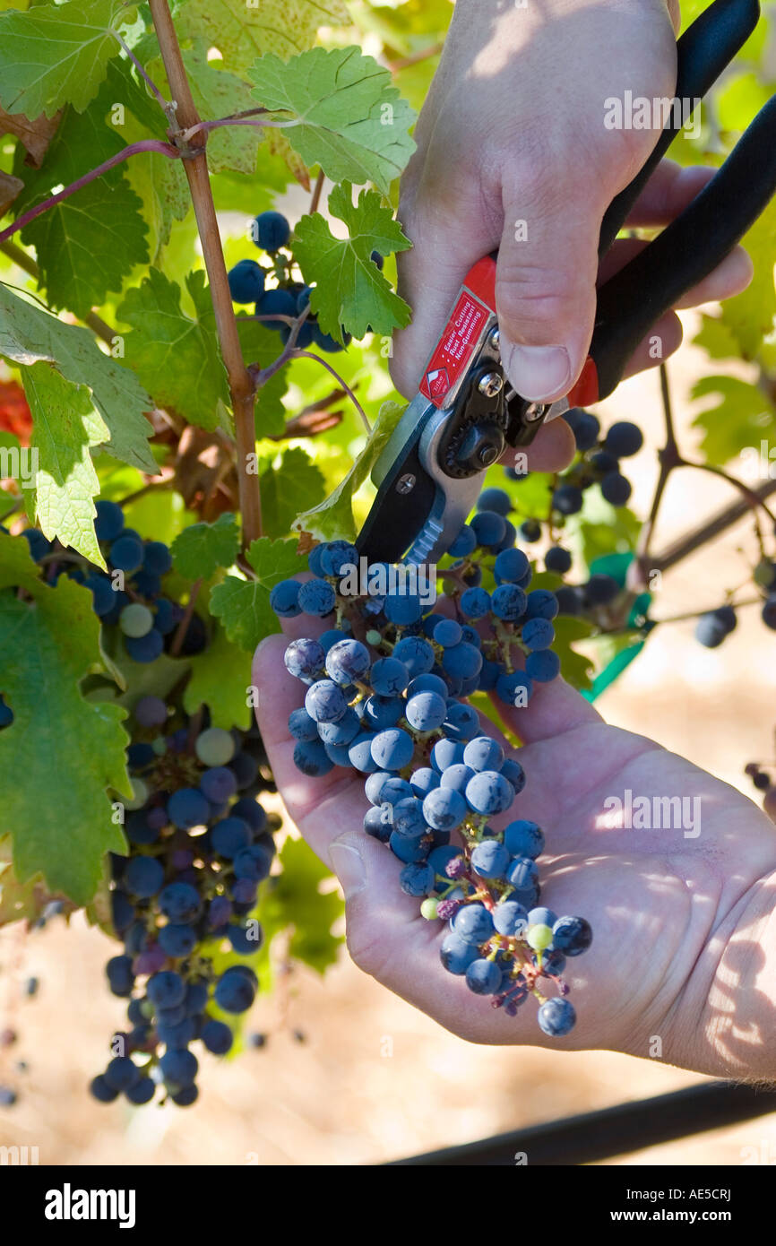 Man using hand tool farming hi-res stock photography and images - Alamy