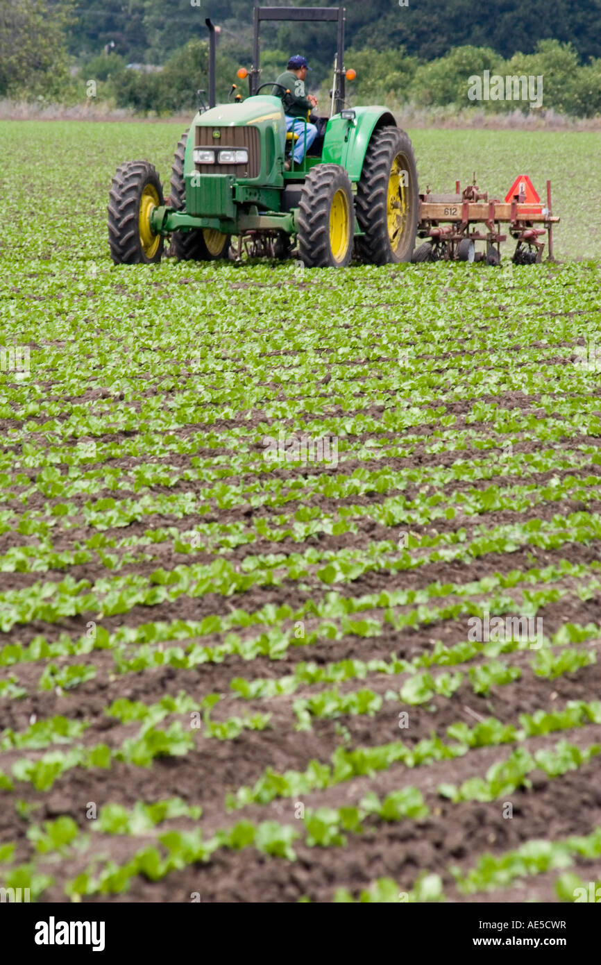 Farm tractor moving through rows of crops turning over the soil in a ...