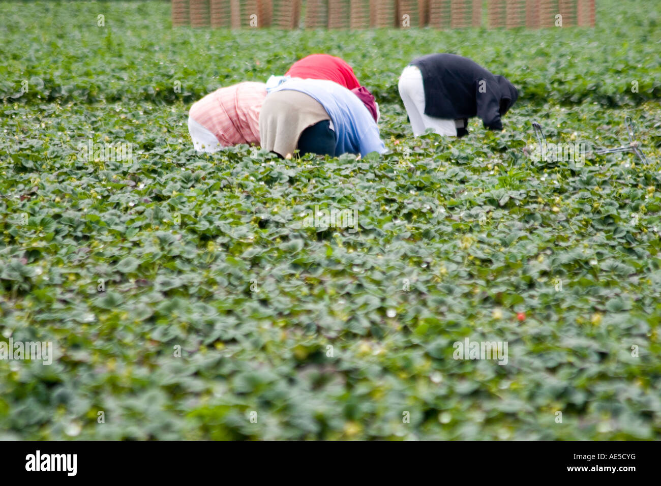 Hispanic Immigrant Farm Workers In Strawberry Field Bending Over To Pick Strawberry Crops Stock