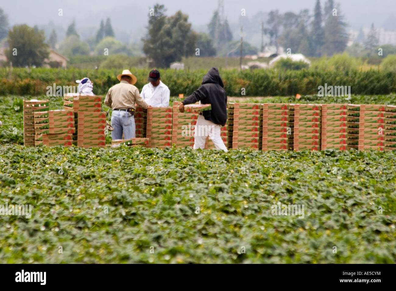 Strawberry farm picking men hi-res stock photography and images - Alamy