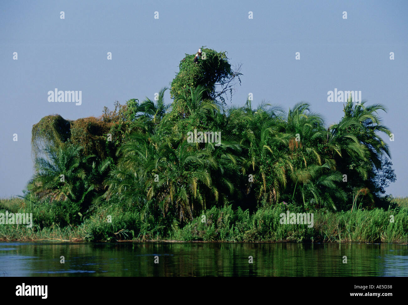 African Fish Eagles on creepers and palm trees in the Okavango Delta in ...