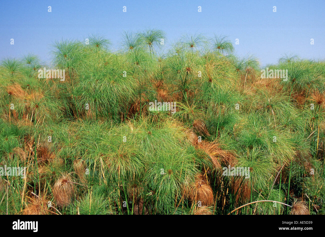 Green vegetation natural okavango hi-res stock photography and images ...