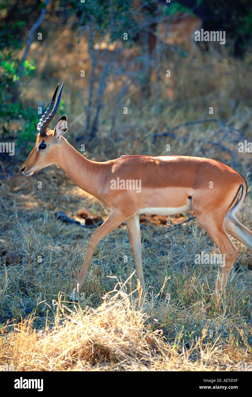 Impala in Moremi National Park Botswana Stock Photo - Alamy