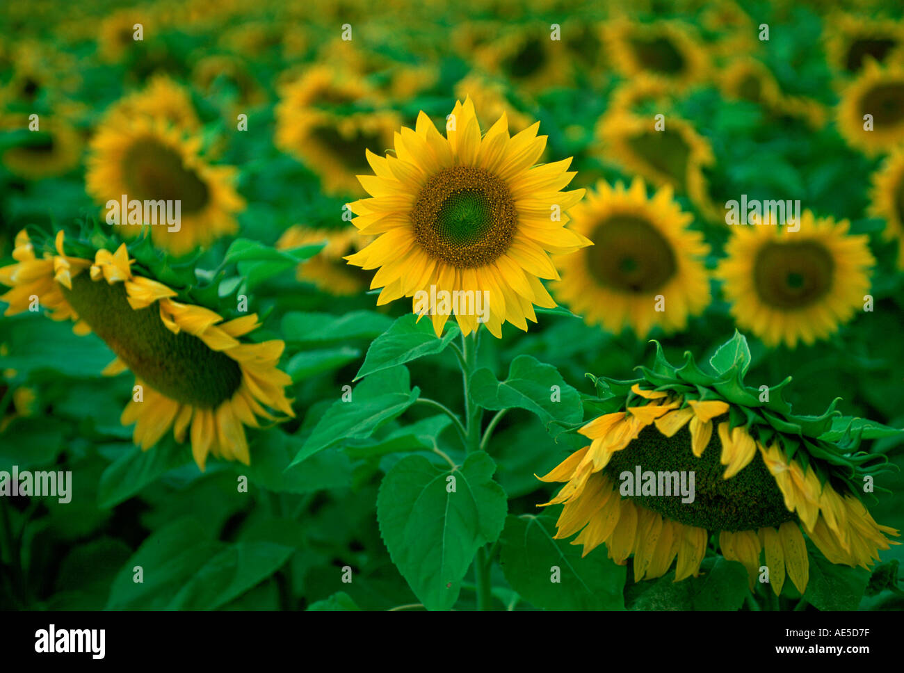 Sunflower plants in the Loire Valley in France Stock Photo - Alamy