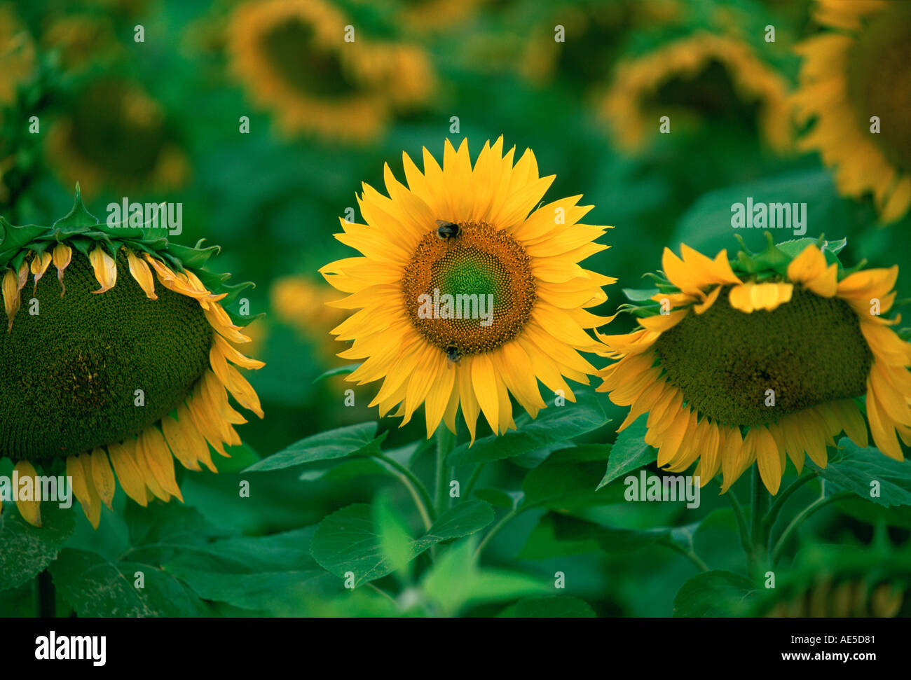 Stand out sunflowers hi-res stock photography and images - Alamy
