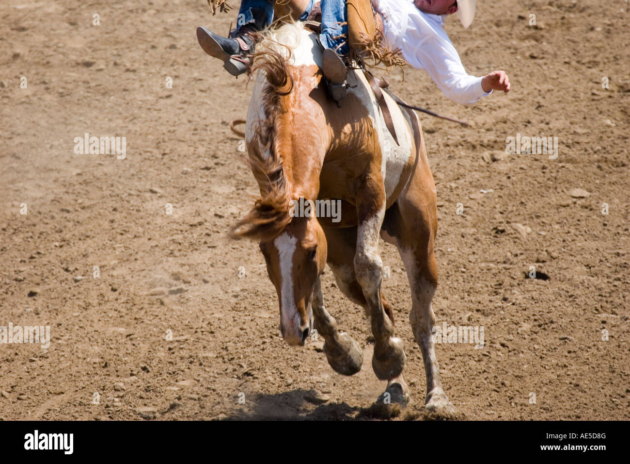 Pinto horse bucking and throwing a cowboy off its back in a rodeo - man ...