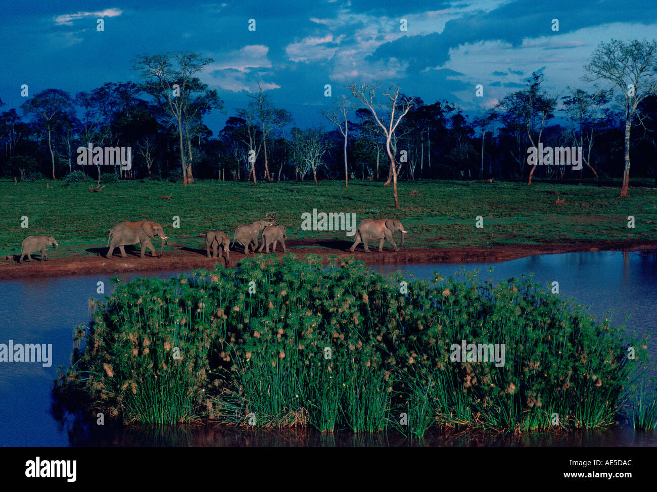 Treetops kenya hi-res stock photography and images - Alamy