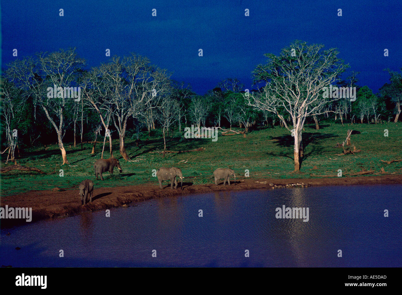 Treetops kenya hi-res stock photography and images - Alamy