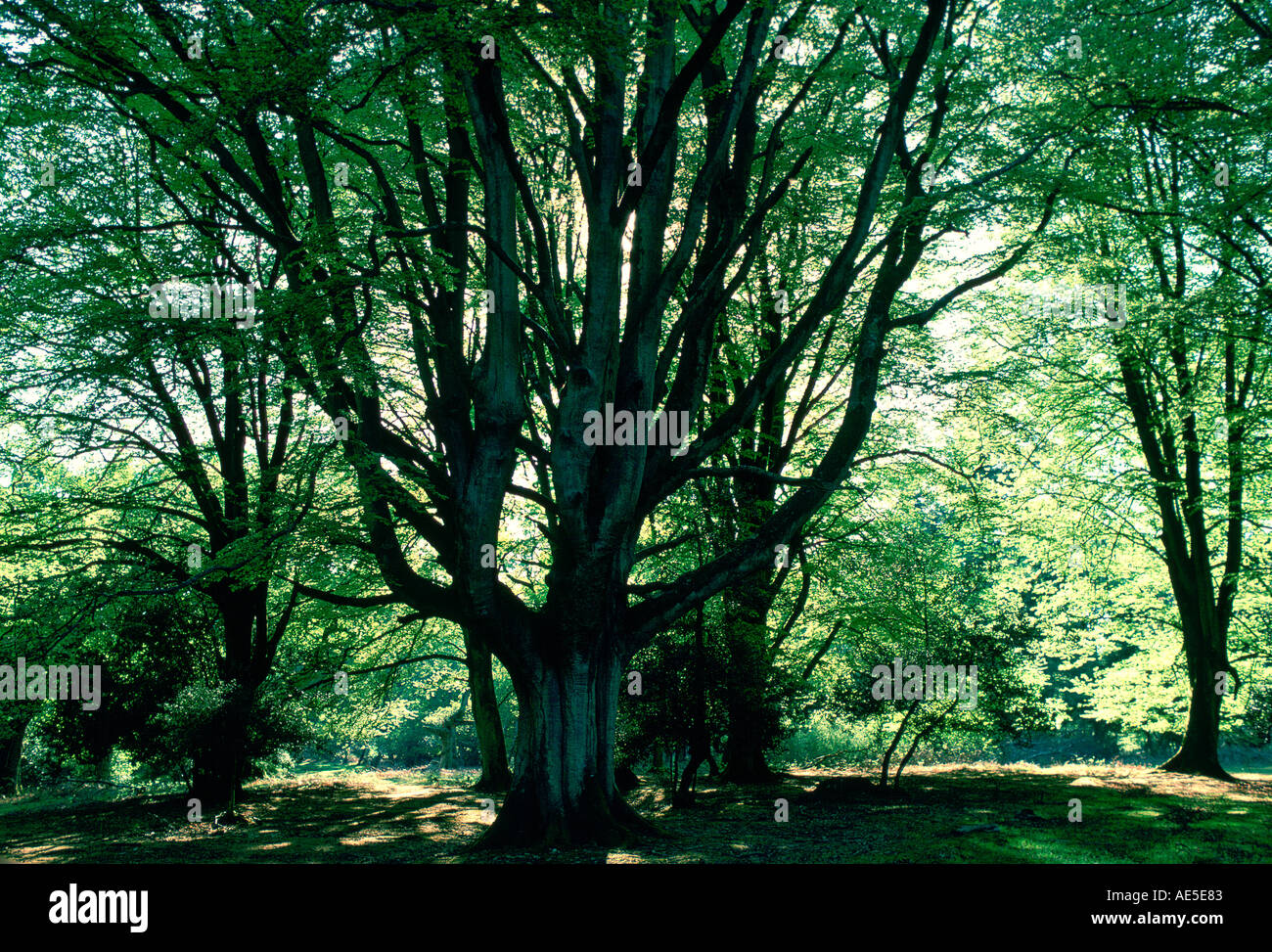Beech trees pollarded New Forest Hampshire England Stock Photo - Alamy