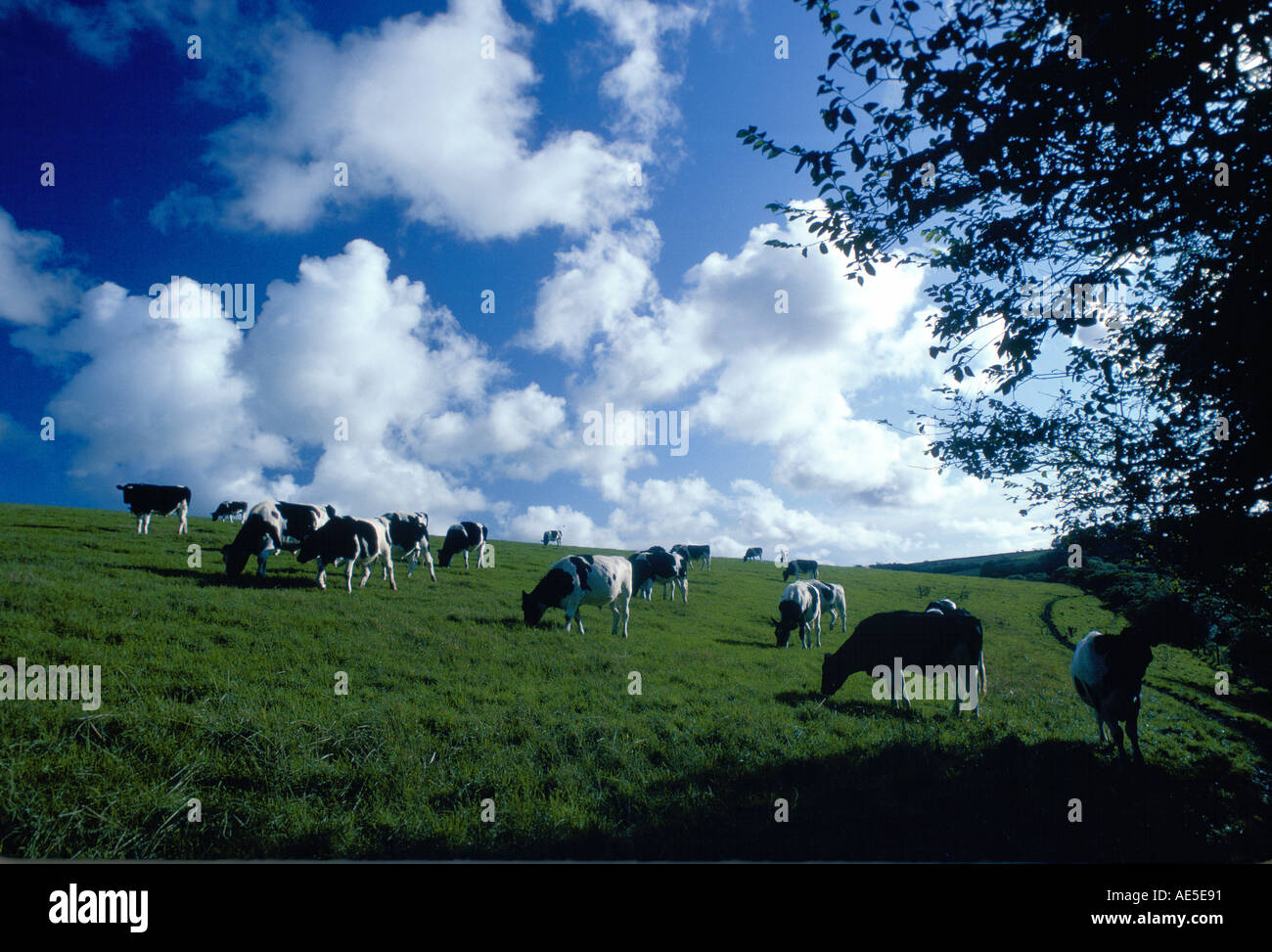 British friesians hi-res stock photography and images - Alamy