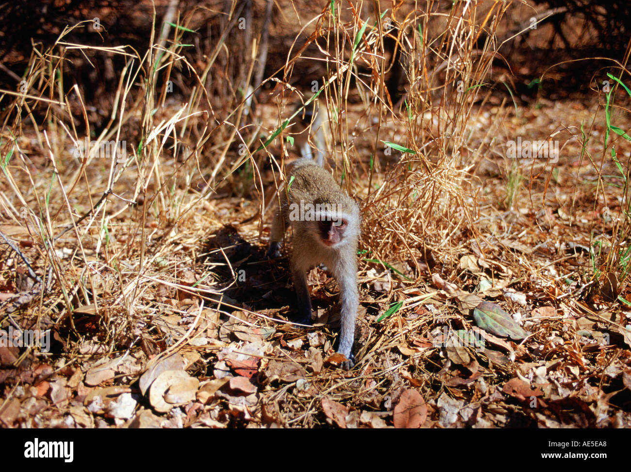 Dead monkey hi-res stock photography and images - Alamy