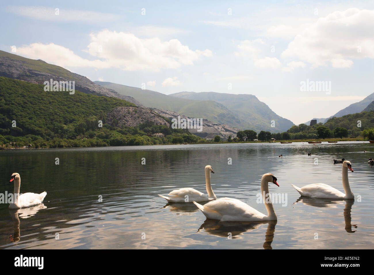Four swans socialising in a lake hi-res stock photography and images ...